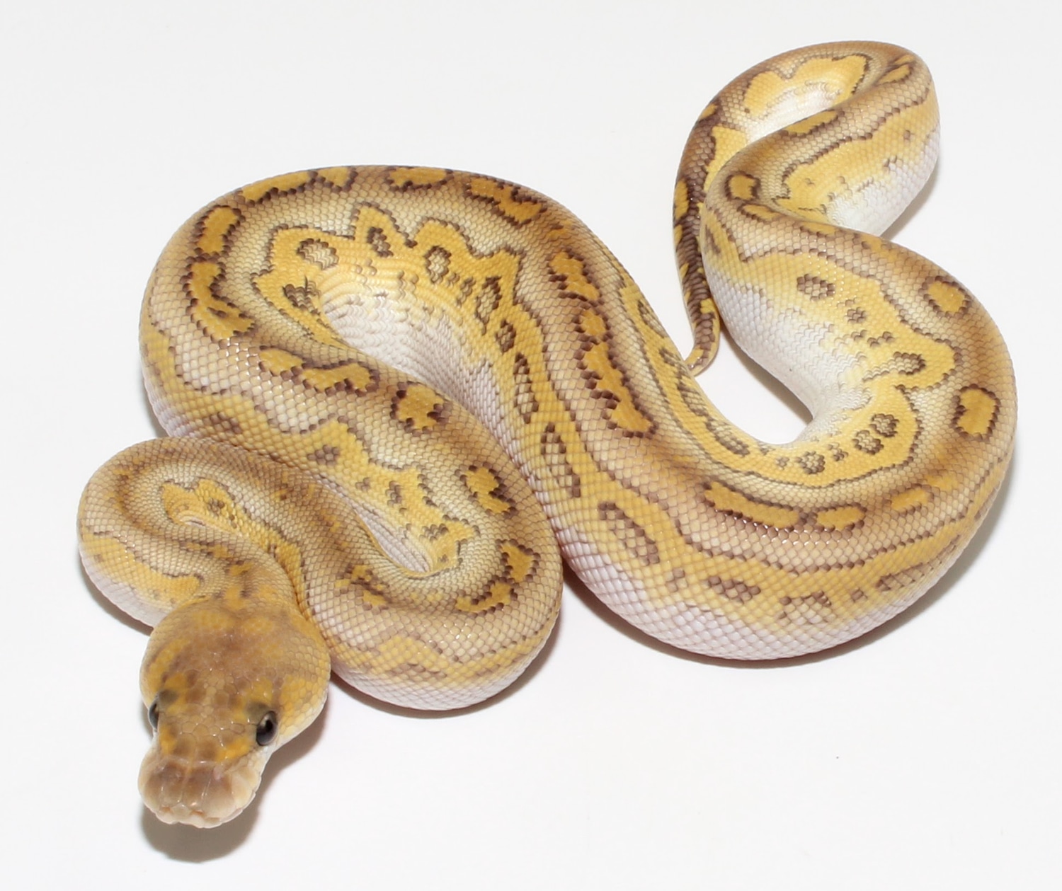 SALE! Lesser Black Head Clown Ball Python by Designer Ball Pythons ...