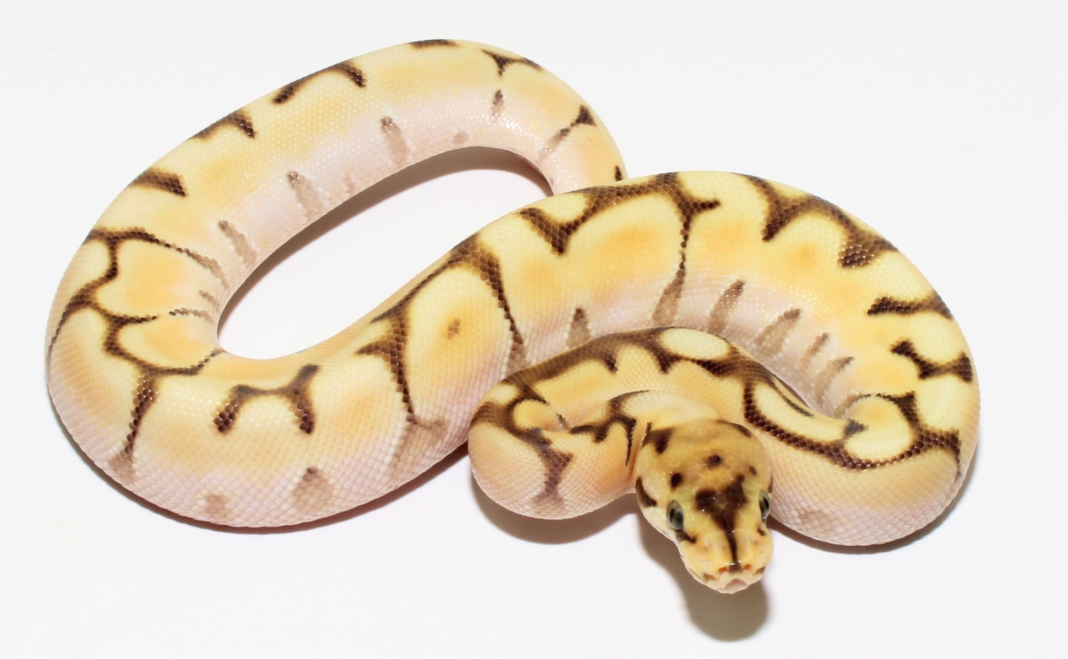 Orange Dream Lesser Spider Het Clown Ball Python by Designer Ball ...