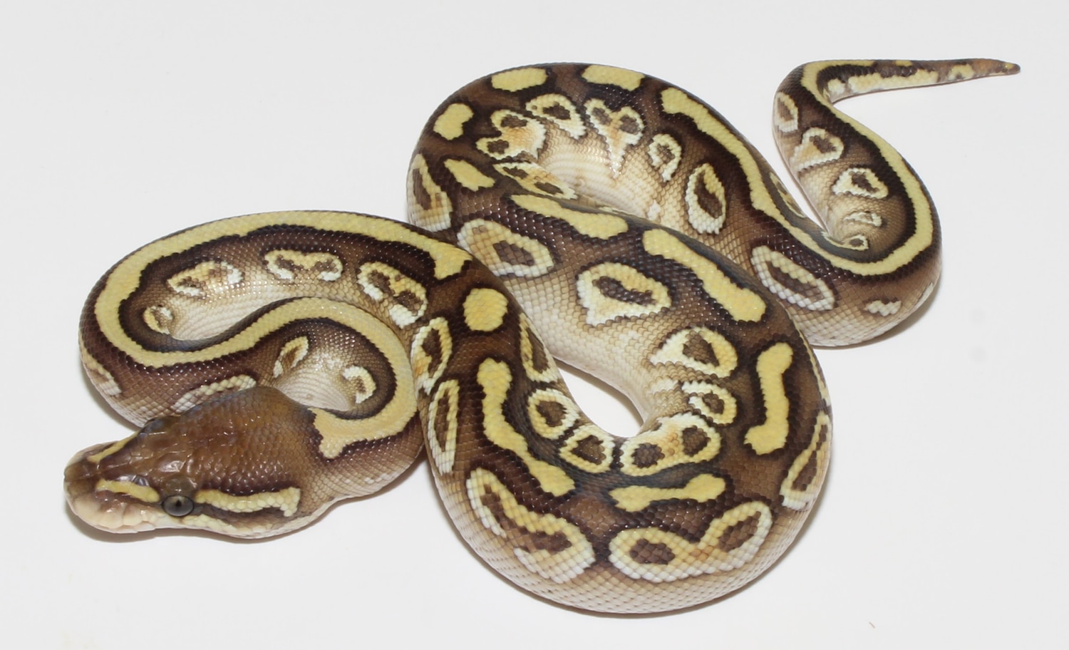 Yellowbelly Lesser 50% Het Clown Ball Python by Designer Ball Pythons ...