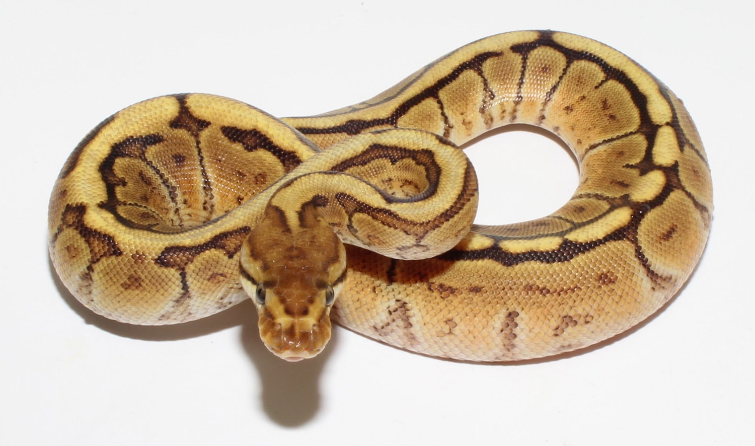 Orange Dream Spider Bongo Het Clown Ball Python by Designer Ball ...