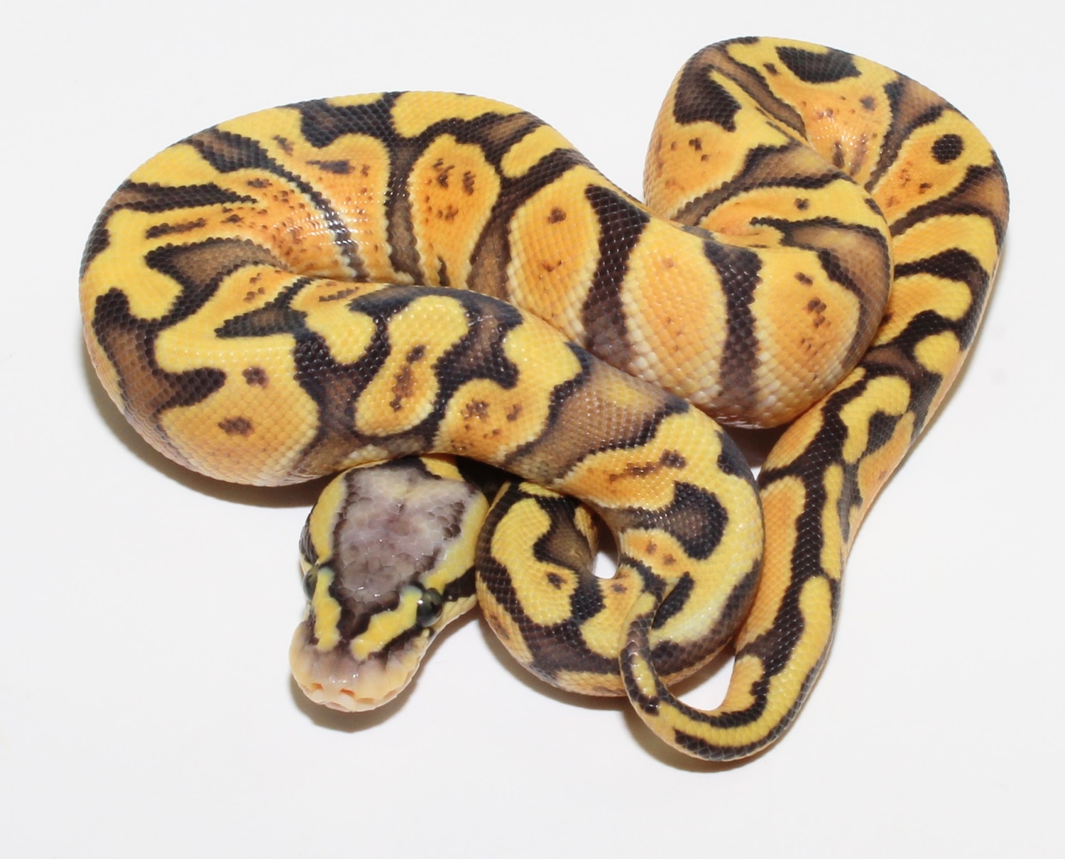 Pastel Enchi GHI Hypo Ball Python by Designer Ball Pythons - MorphMarket