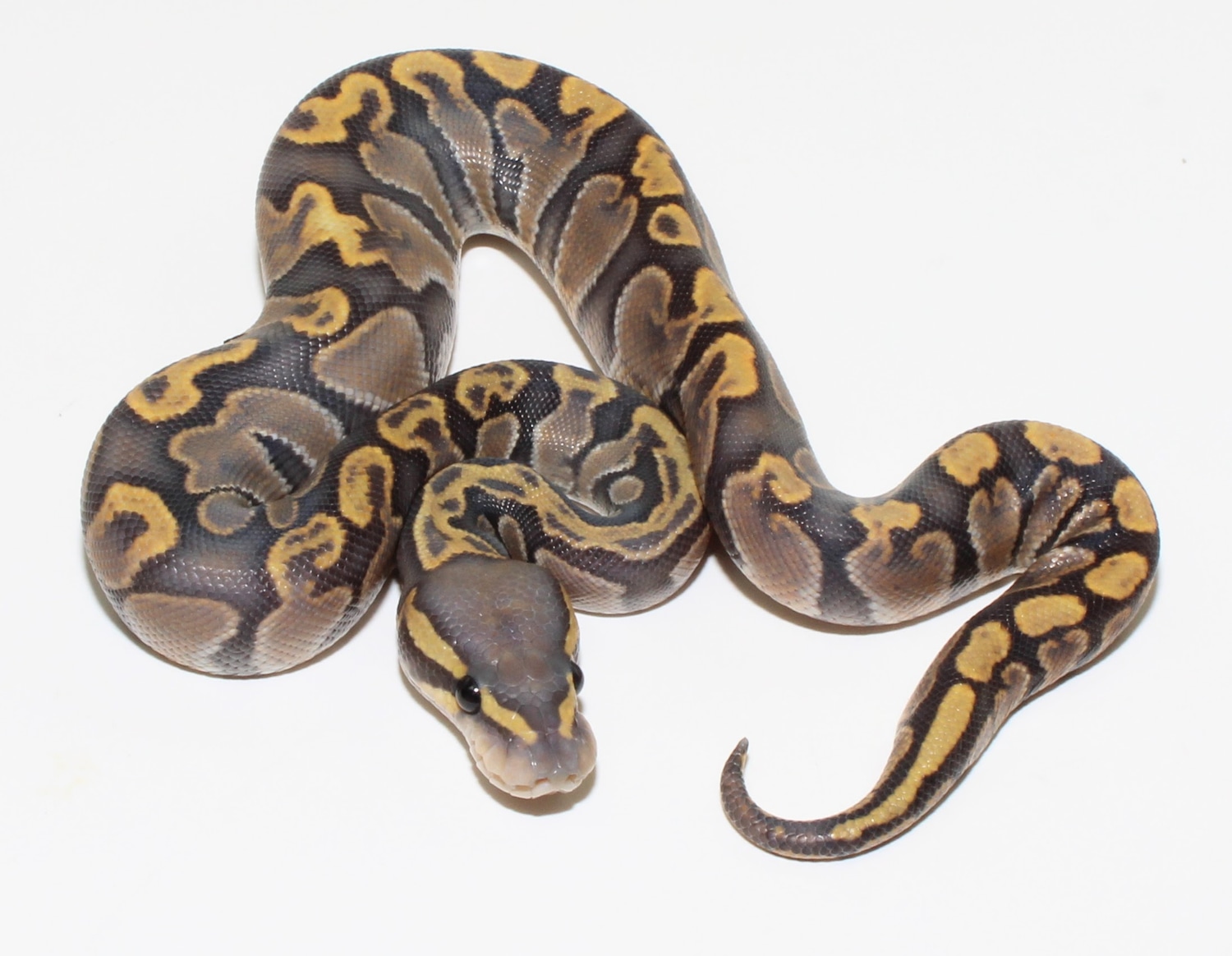 GHI Hypo Ball Python by Designer Ball Pythons - MorphMarket