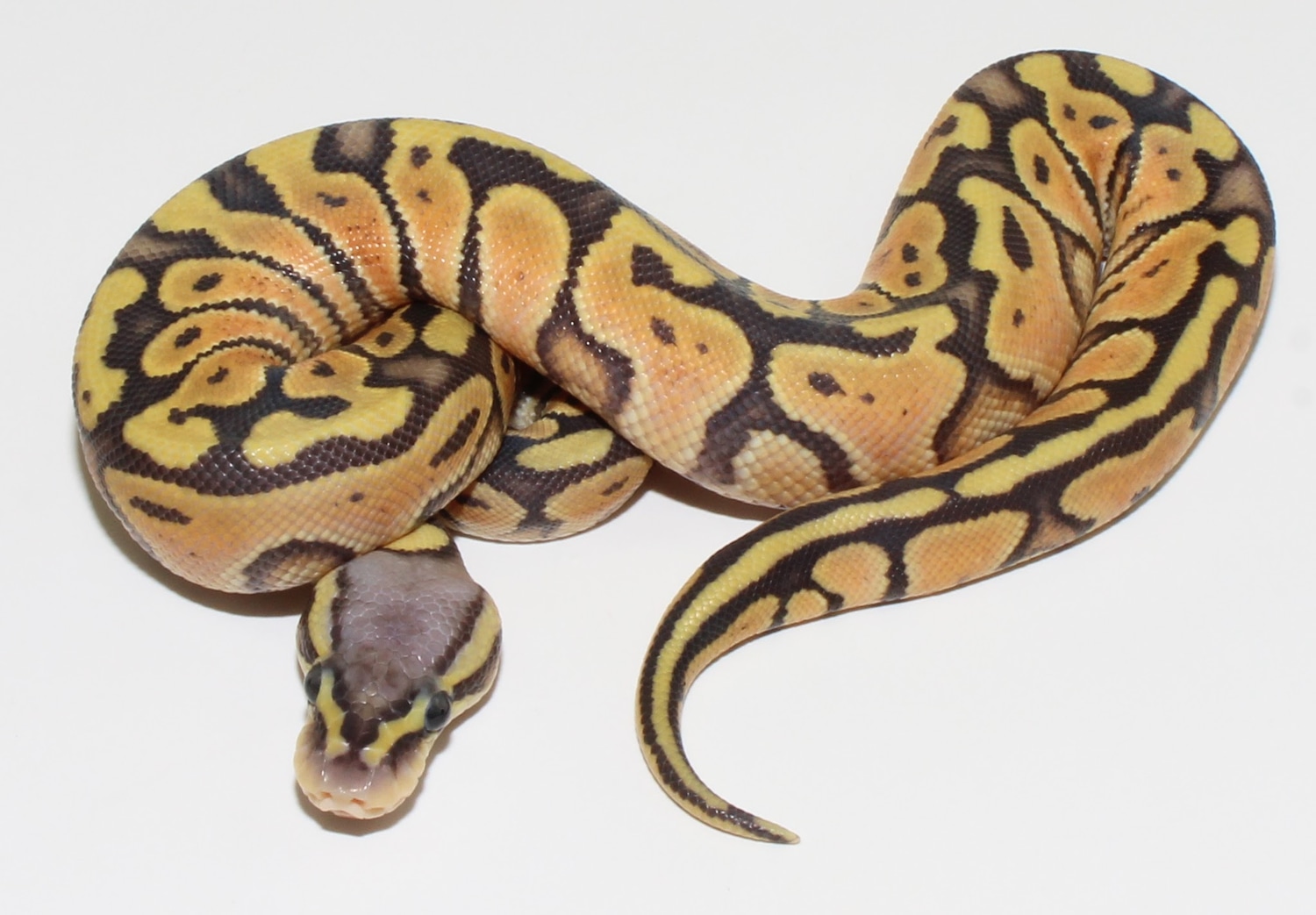 Pastel Hypo Ball Python by Designer Ball Pythons - MorphMarket