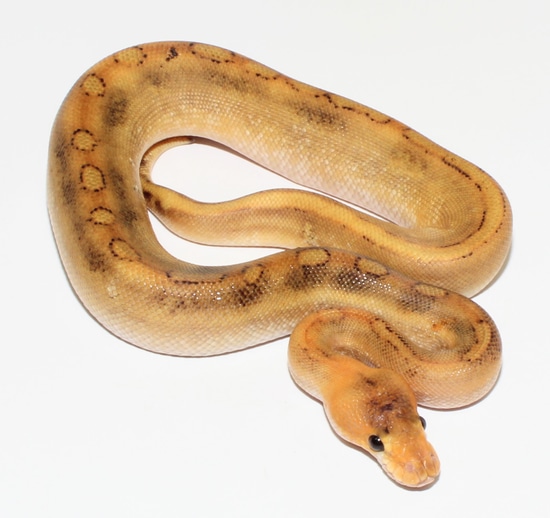 Champagne 66% Het Clown Ball Python by Designer Ball Pythons