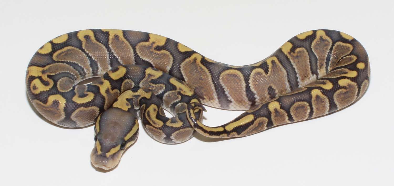 Hypo GHI Ball Python by Designer Ball Pythons - MorphMarket