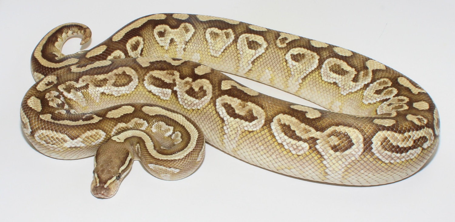 Lesser Hurricane Ball Python by Designer Ball Pythons - MorphMarket