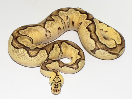 Pastel Enchi Clown Ball Python by Designer Ball Pythons