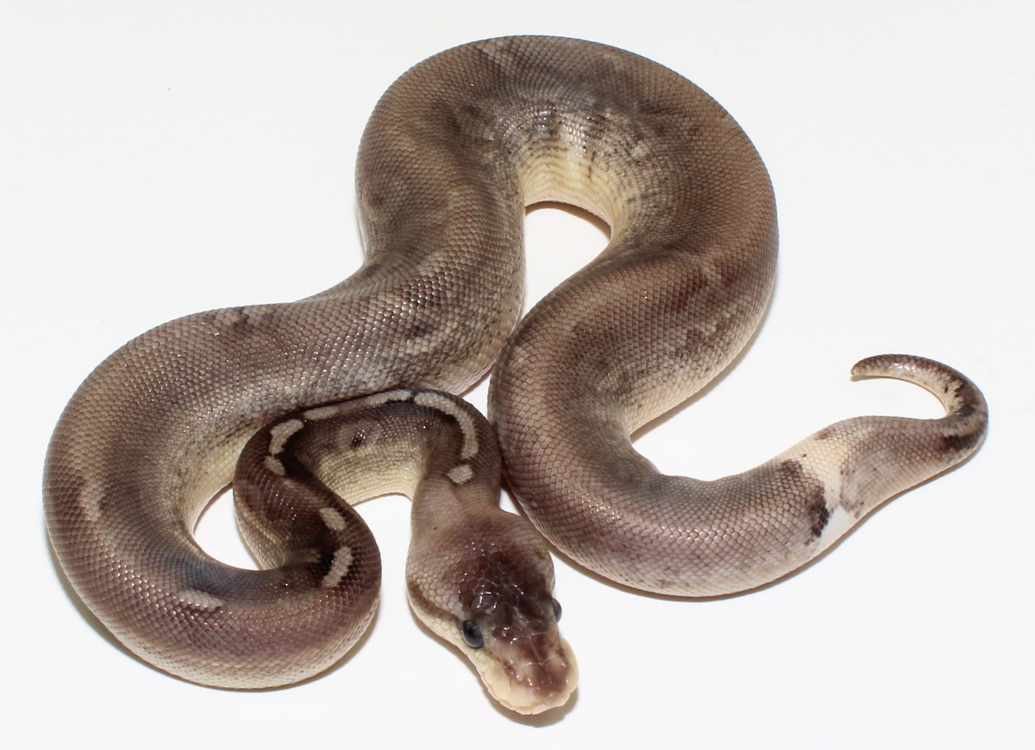 Pewter Wookie Yellowbelly Het Hypo Ball Python by Designer Ball Pythons ...