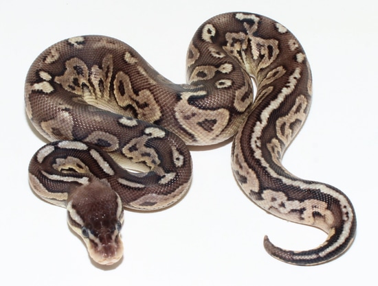 Pewter Het Hypo Ball Python by Designer Ball Pythons