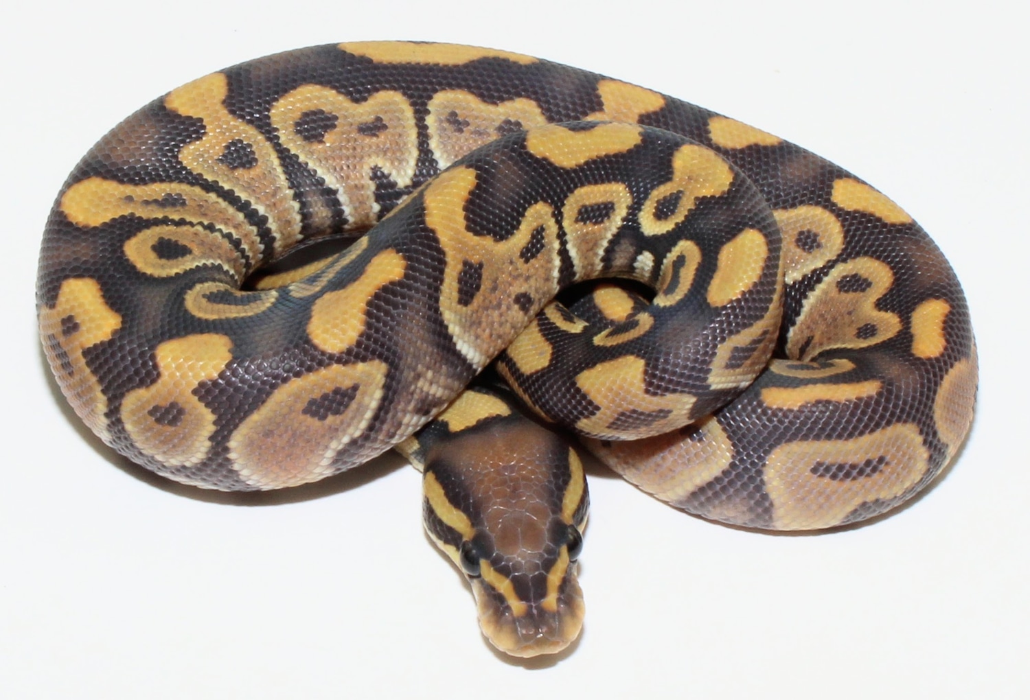 Hypo Raven Ball Python by Designer Ball Pythons - MorphMarket
