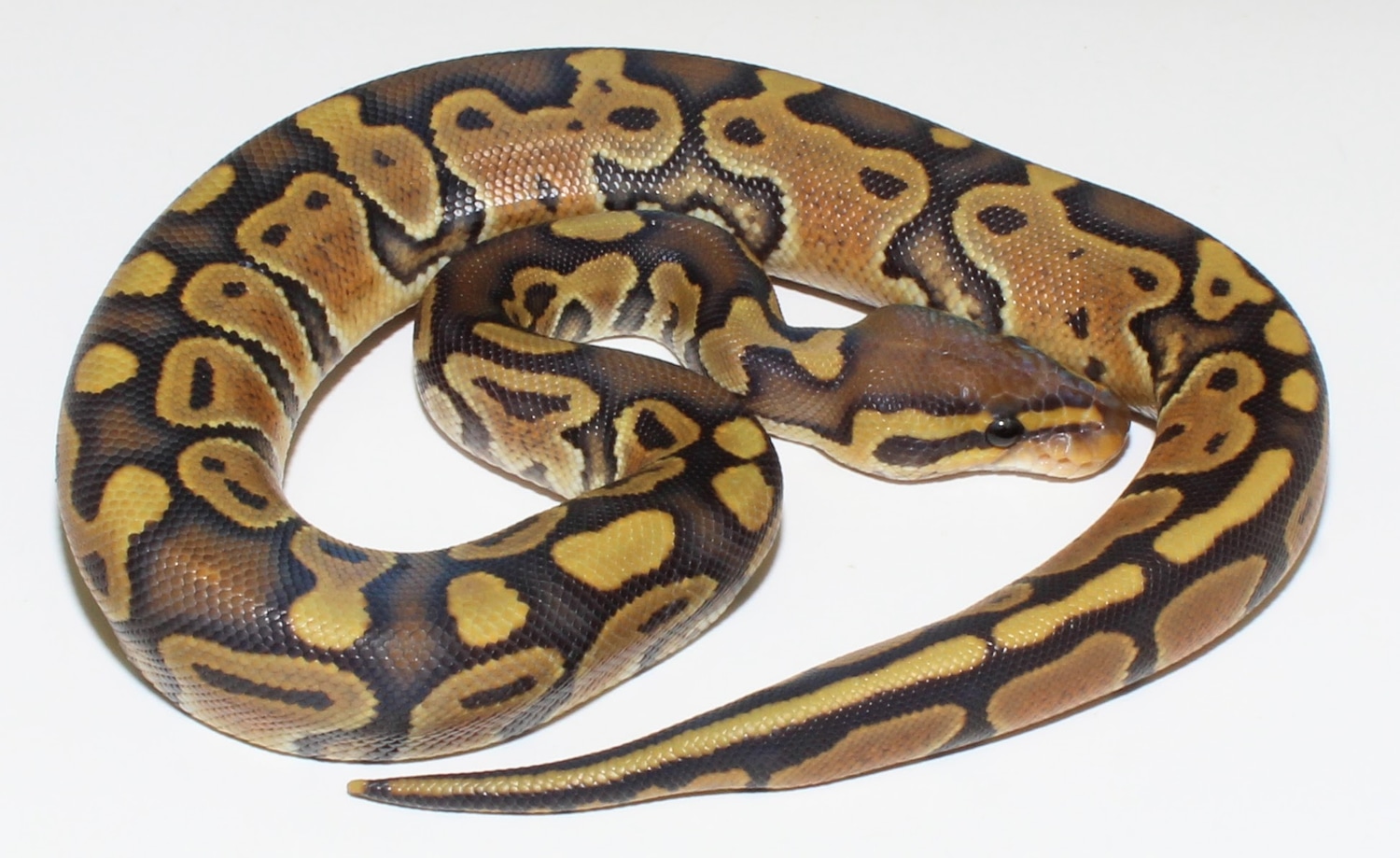 Hypo Enchi Raven Ball Python by Designer Ball Pythons - MorphMarket