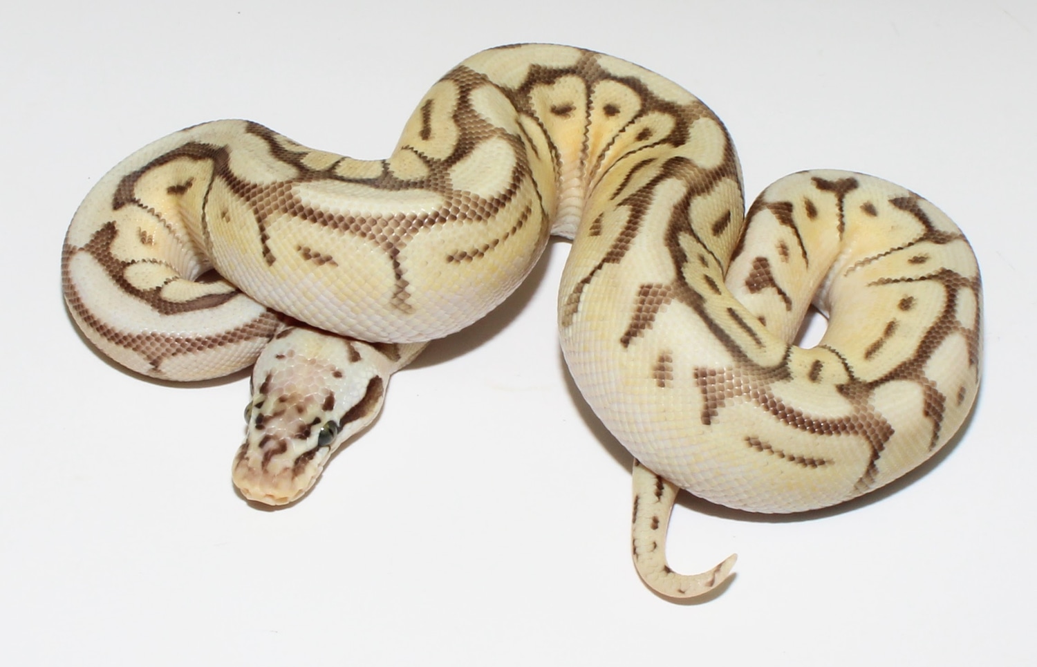 Pastel Orange Dream Spider Lesser Het Clown Ball Python by Designer ...