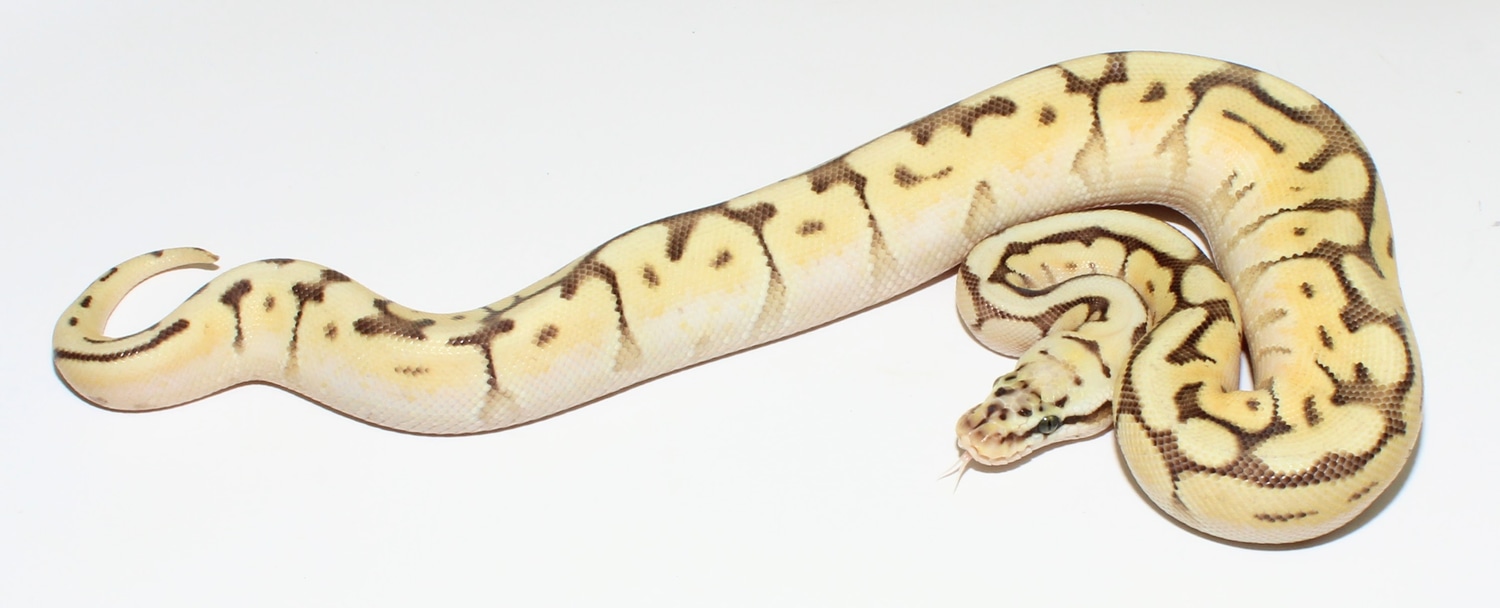 Pastel Spider Lesser Het Clown Ball Python by Designer Ball Pythons ...