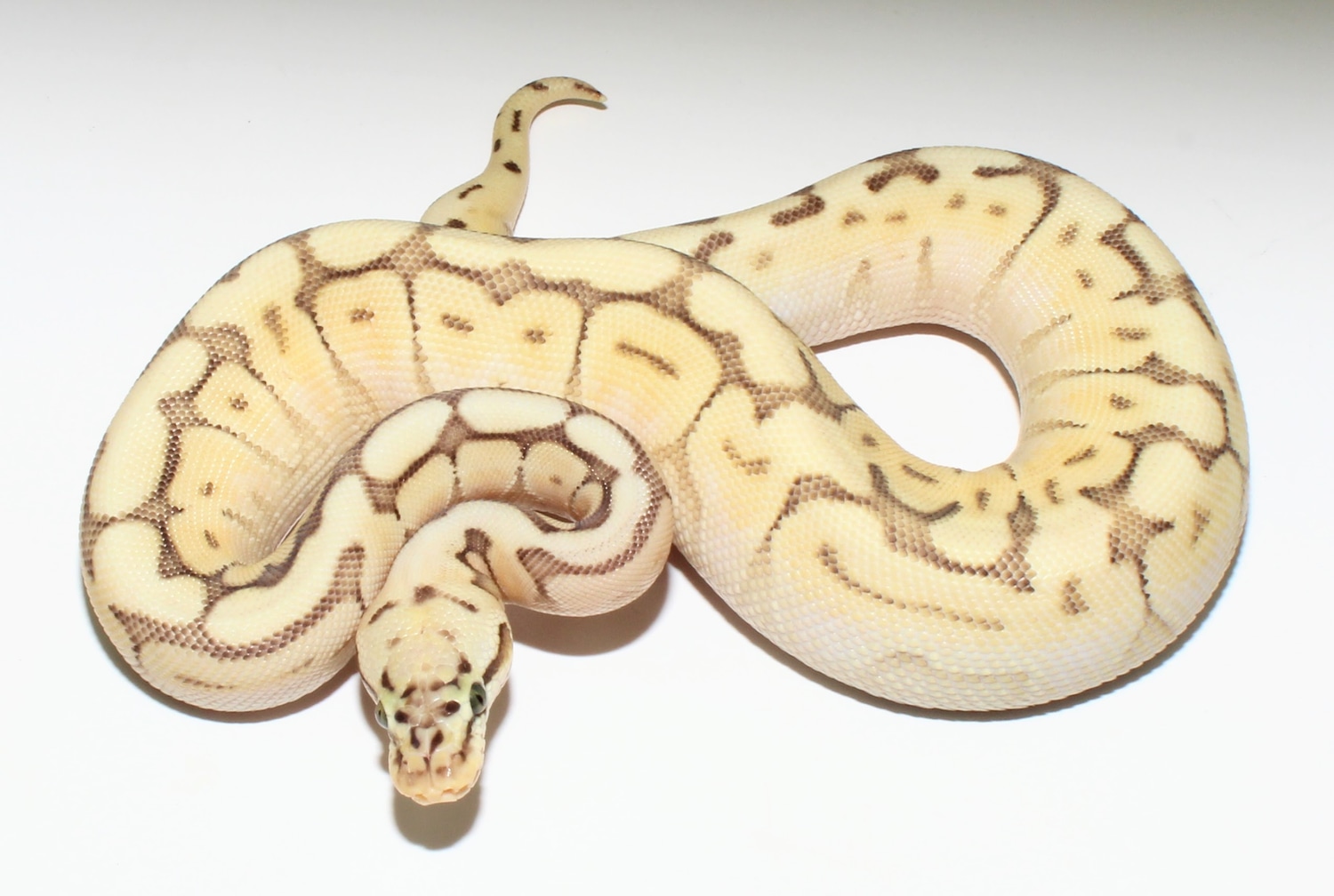 Pastel Orange Dream Sapphire Lesser Spider Het Clown Ball Python by Designer Ball Pythons ...