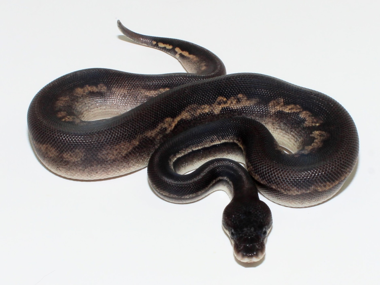 Hypo Super Black Head Ringer Ball Python by Designer Ball Pythons - MorphMarket