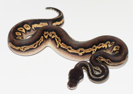 Pastel Hypo Super Black Head Ringer Red Gene Ball Python by Designer ...