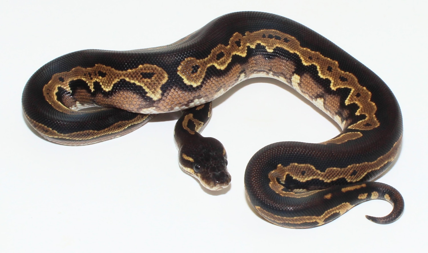 Super Black Head Ringer Red Gene 66% Het Hypo Ball Python by Designer ...