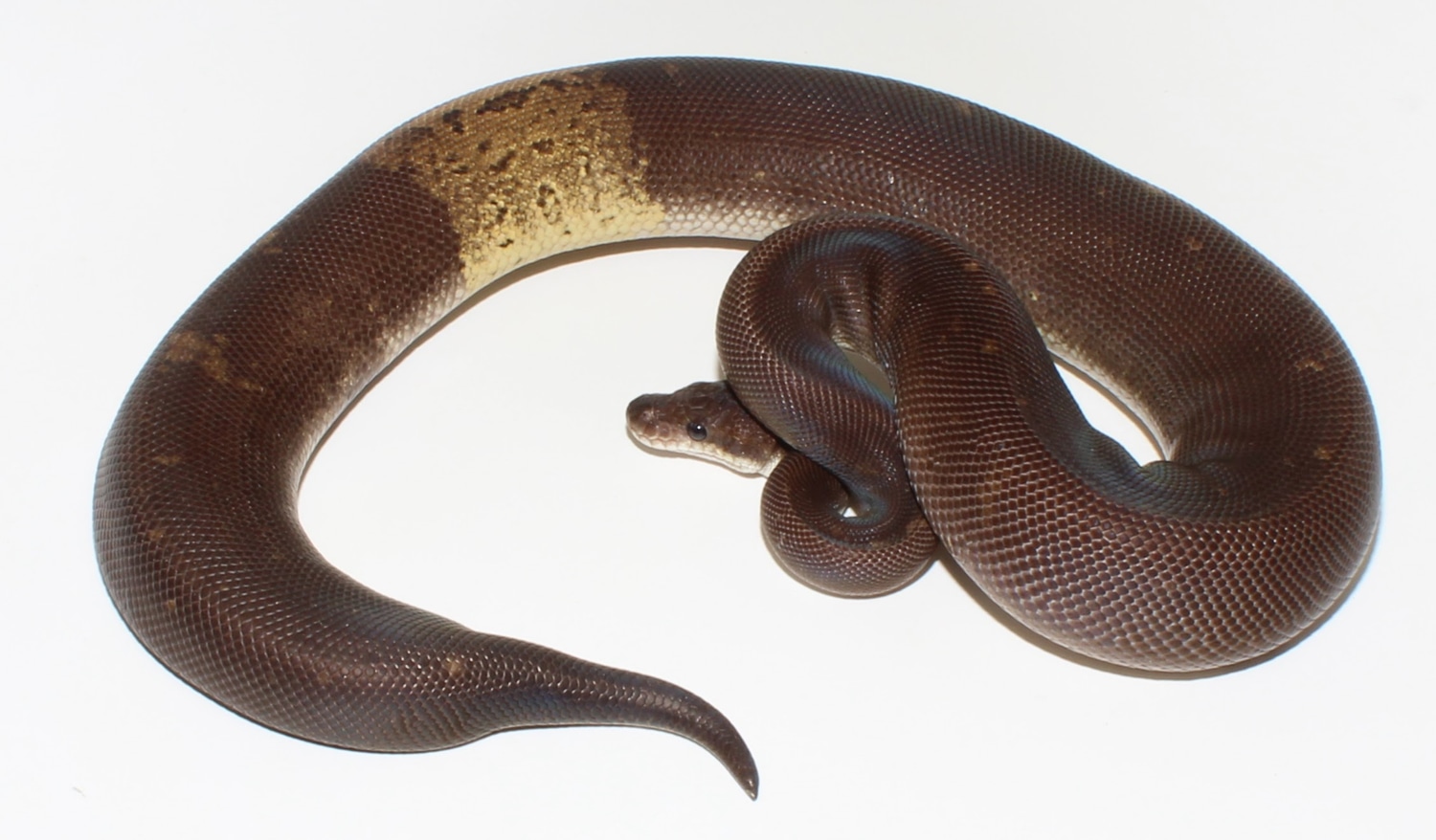 Super Cinnamon Pinstripe Shrapnel Paradox Ball Python by Designer Ball ...