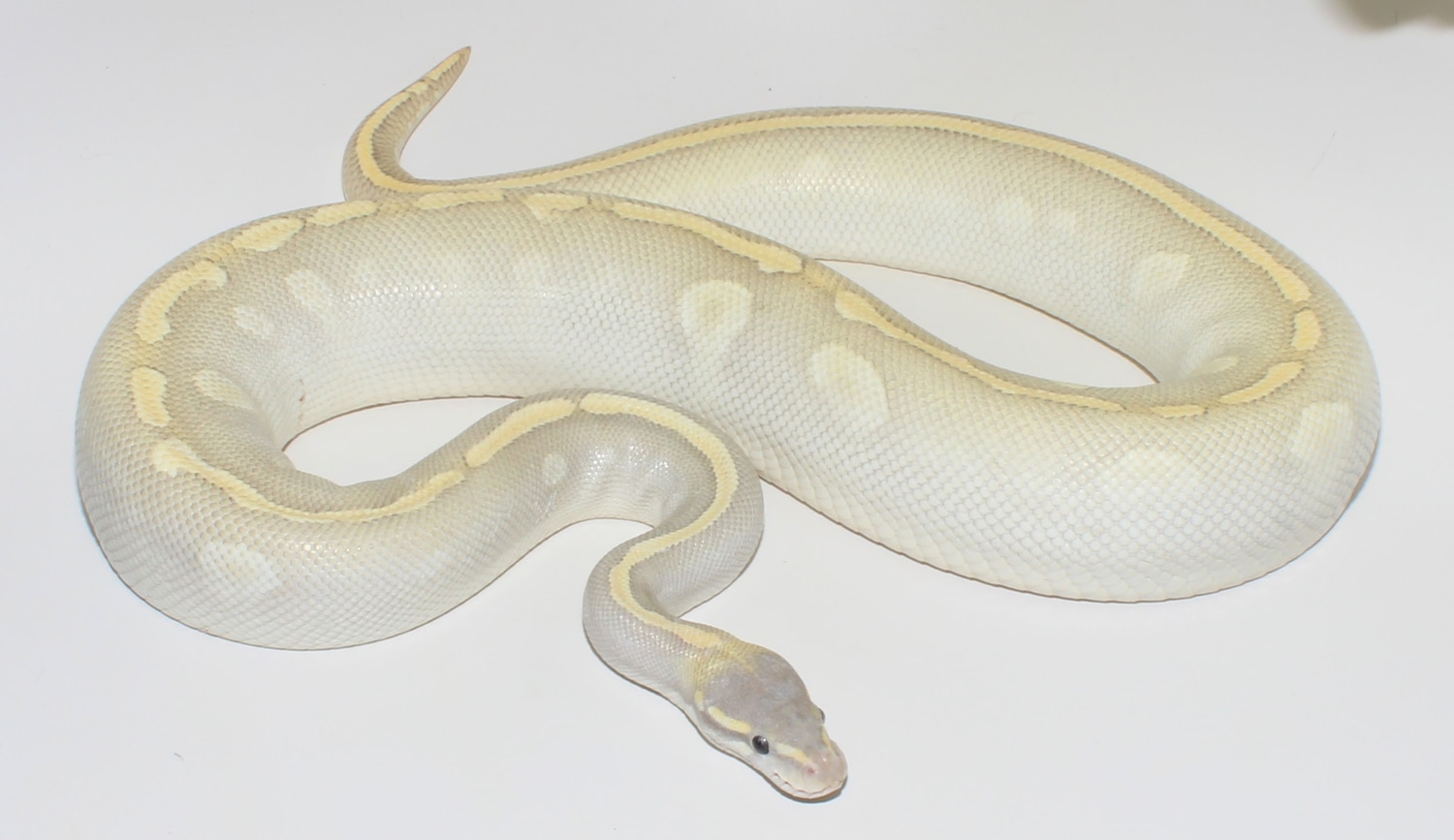 Hypo Mystic Potion Ball Python by Designer Ball Pythons - MorphMarket