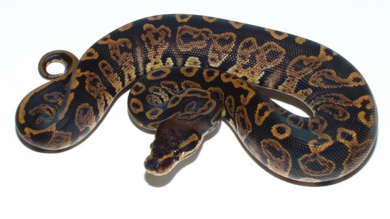 GHI Smoke 100% Het Hypo Ball Python by Designer Ball Pythons