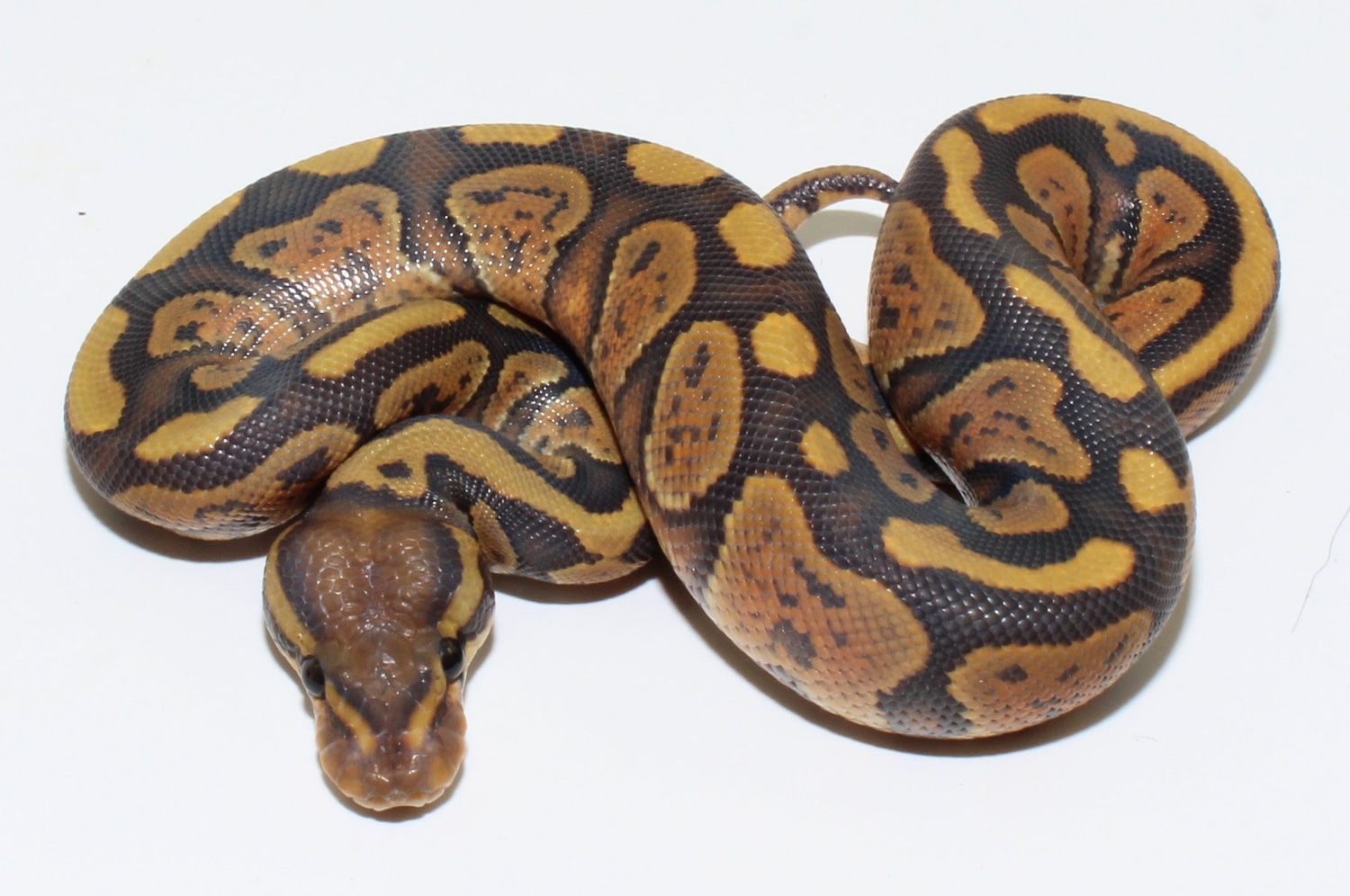Hypo Cinder Ball Python by Designer Ball Pythons - MorphMarket