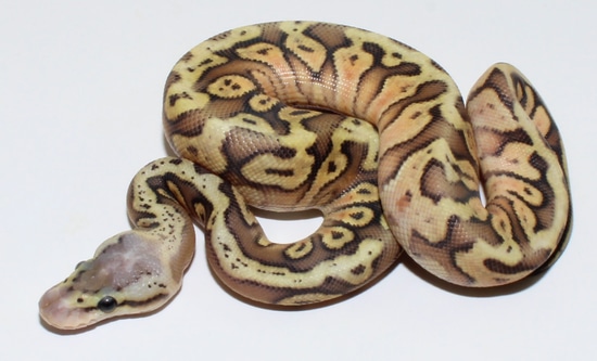 Hypo Pastel GHI HGW Ball Python by Designer Ball Pythons