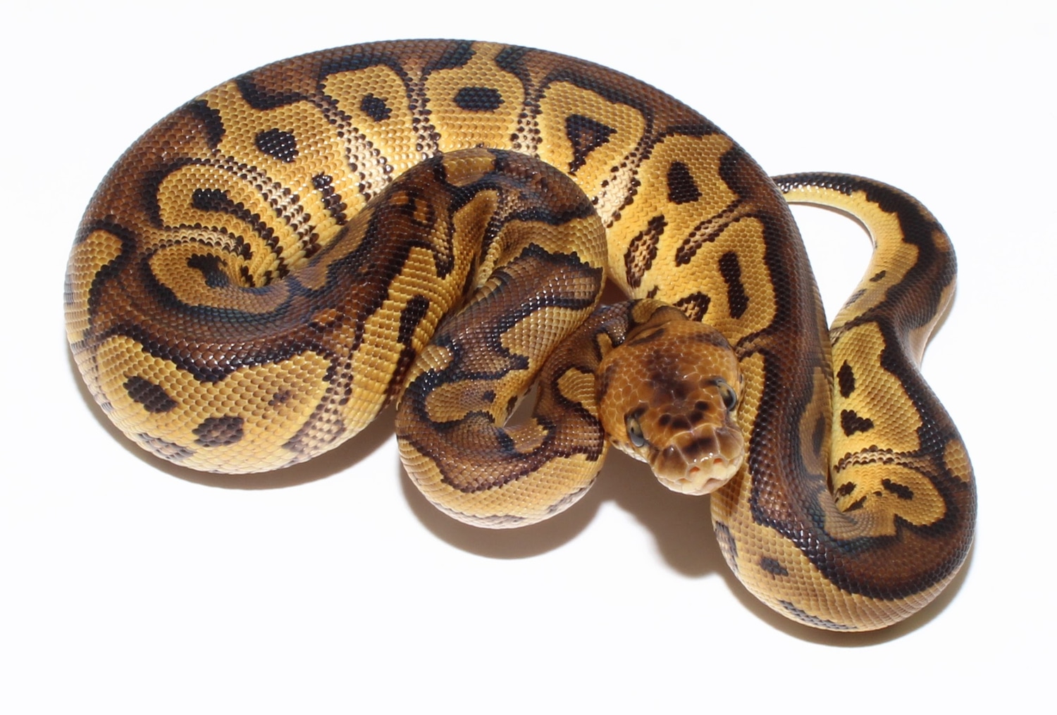 Clown Ball Python by Designer Ball Pythons - MorphMarket