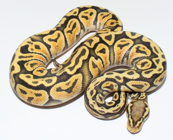 Hypo Super Pastel Cypress Ball Python by Designer Ball Pythons