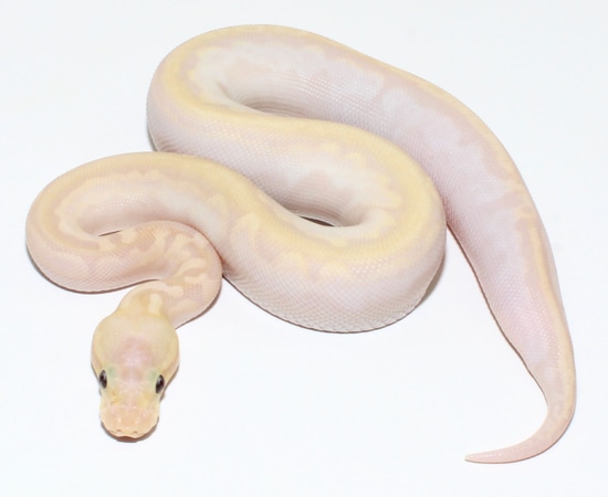 Super Banana Bamboo Pewter Ball Python by Designer Ball Pythons