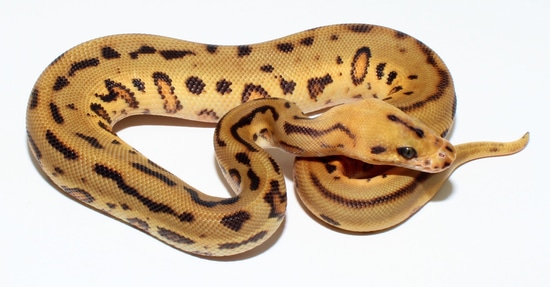 Fire Batman Ball Python by Designer Ball Pythons