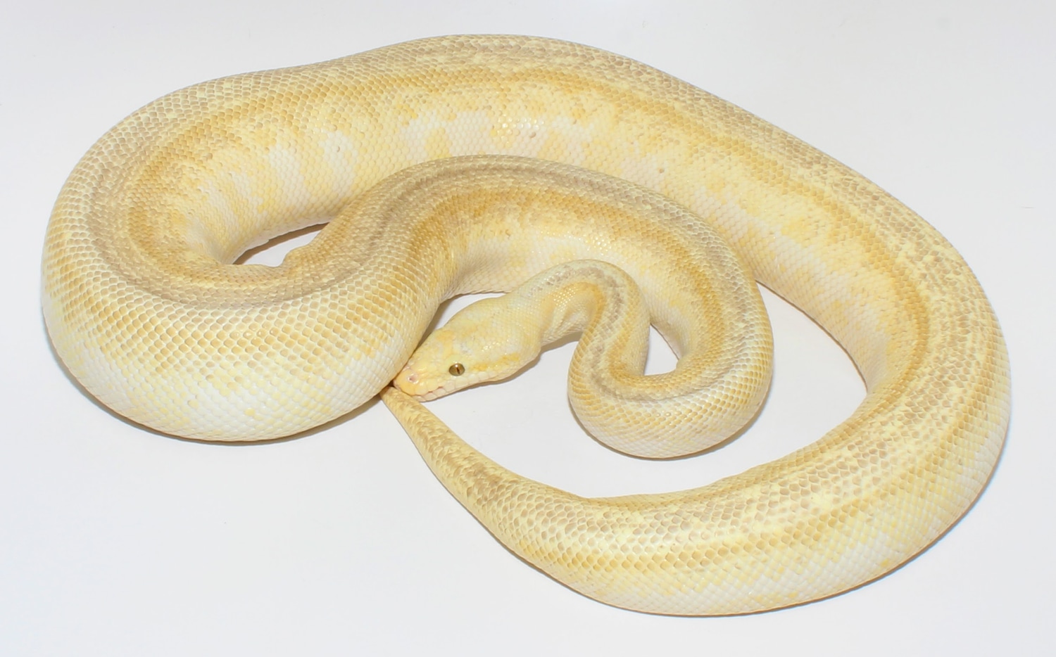 Cypress Super Pastel Lesser Spider Ball Python by Designer Ball Pythons ...