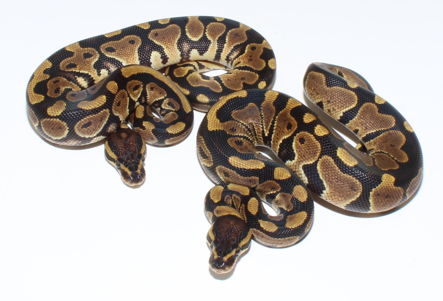 Dinker Het Clown Pair Ball Python by Designer Ball Pythons - MorphMarket