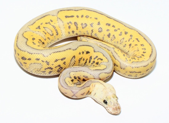 Super Pastel Leopard Clown Ball Python by Designer Ball Pythons