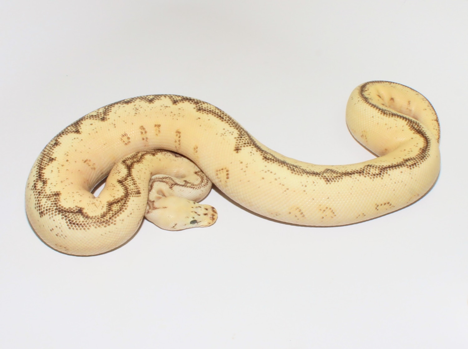 Bumblebee Sugar Yellowbelly Clown Ball Python by Designer Ball Pythons ...