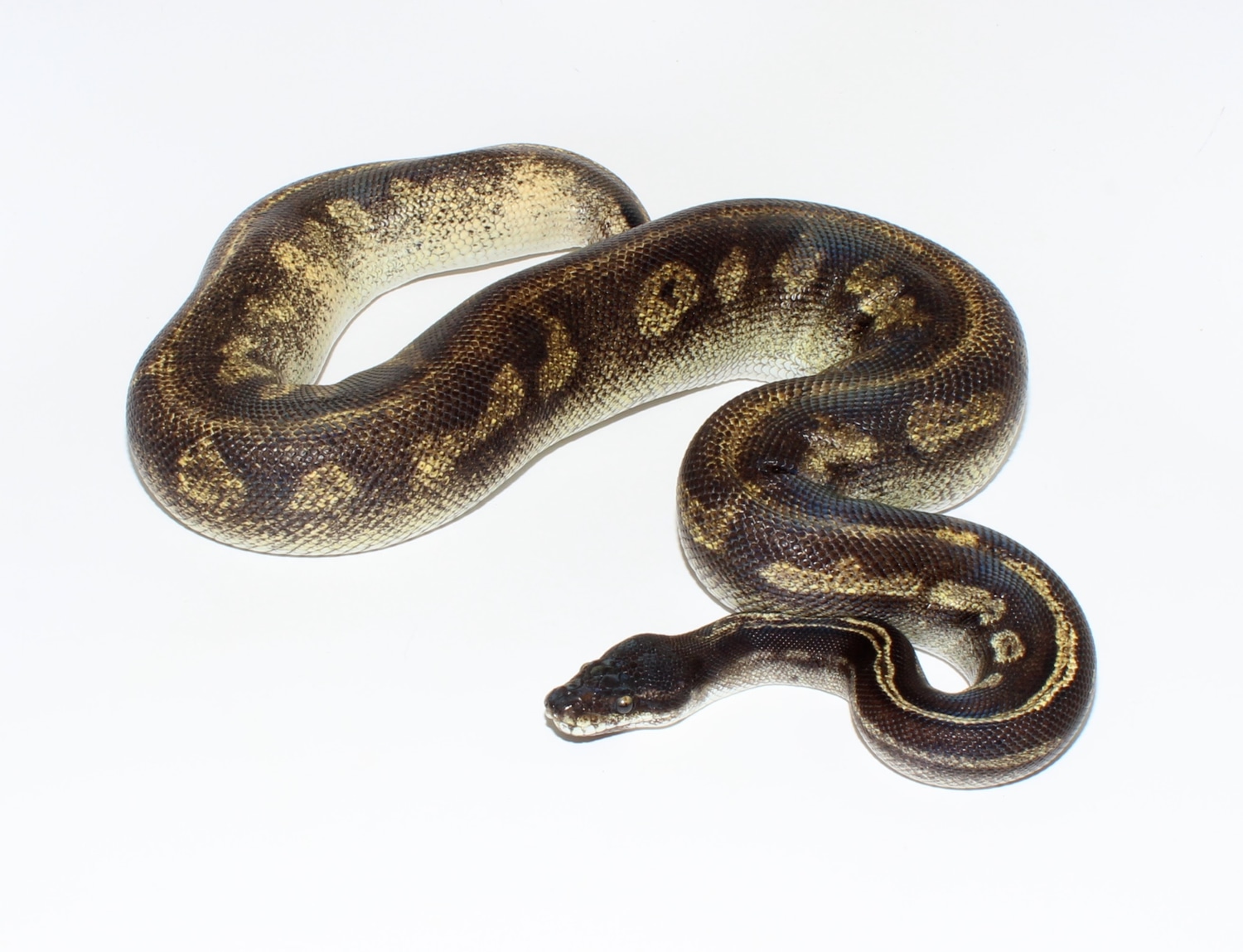 Super Black Head GHI Pastel Ball Python by Designer Ball Pythons ...