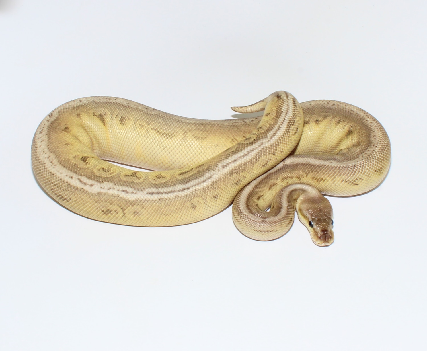 Pewter Mojave HGW Het Clown Or Het Cryptic Ball Python by Designer Ball ...