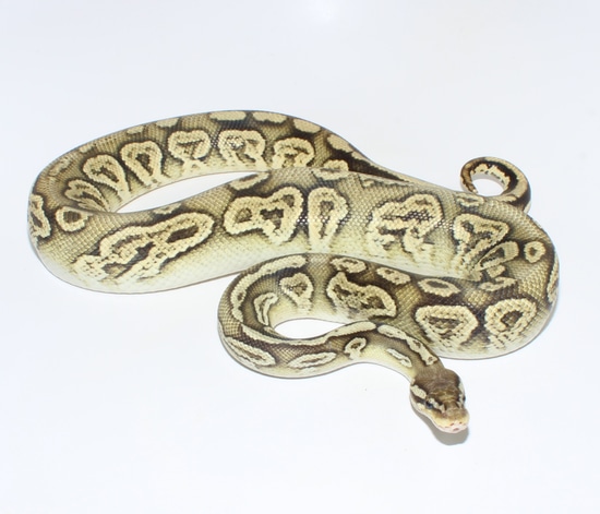 Pastel Hypo HGW Bongo Ball Python by Designer Ball Pythons