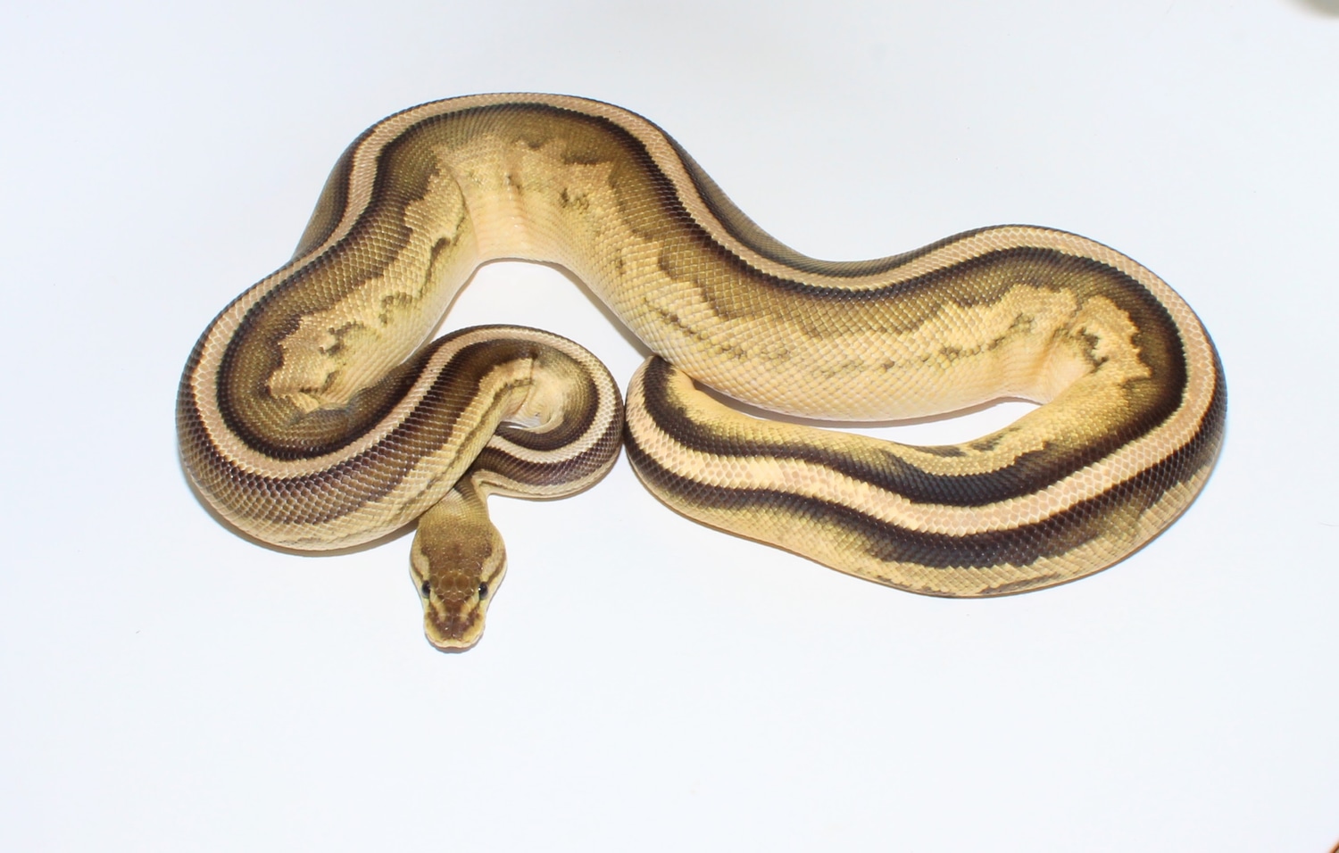 Wookie Cinnamon Orange Dream Fire Yellowbelly Ball Python by Designer ...