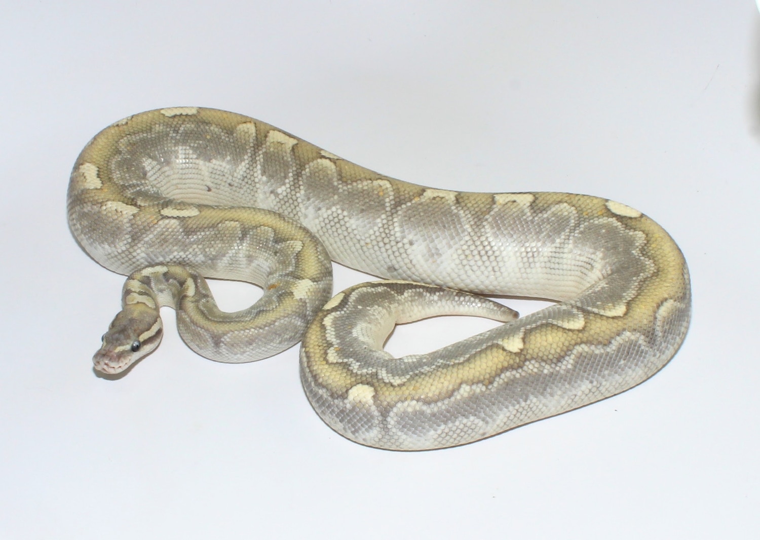 Hypo GHI Bamboo Ball Python by Designer Ball Pythons - MorphMarket