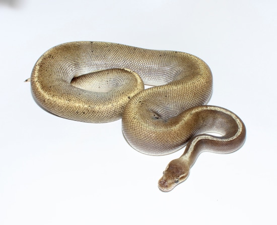 Mojave Pastel GHI Blackhead Ball Python by Designer Ball Pythons