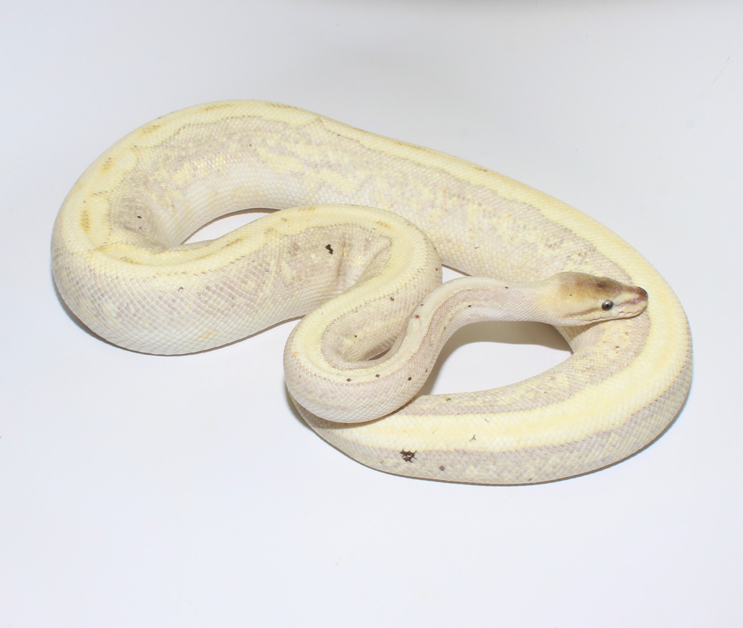 Pastel Fire Bamboo HGW Leopard Wookie Ball Python by Designer Ball ...