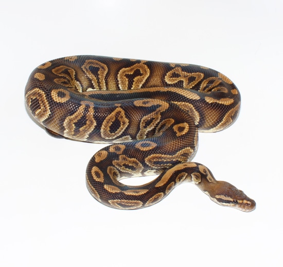 Yellowbelly Cinnamon Smoke Ball Python by Designer Ball Pythons