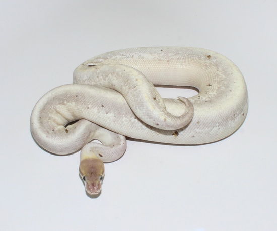 GHI Bamboo HGW Cinnamon Enchi Paradox Ball Python by Designer Ball Pythons