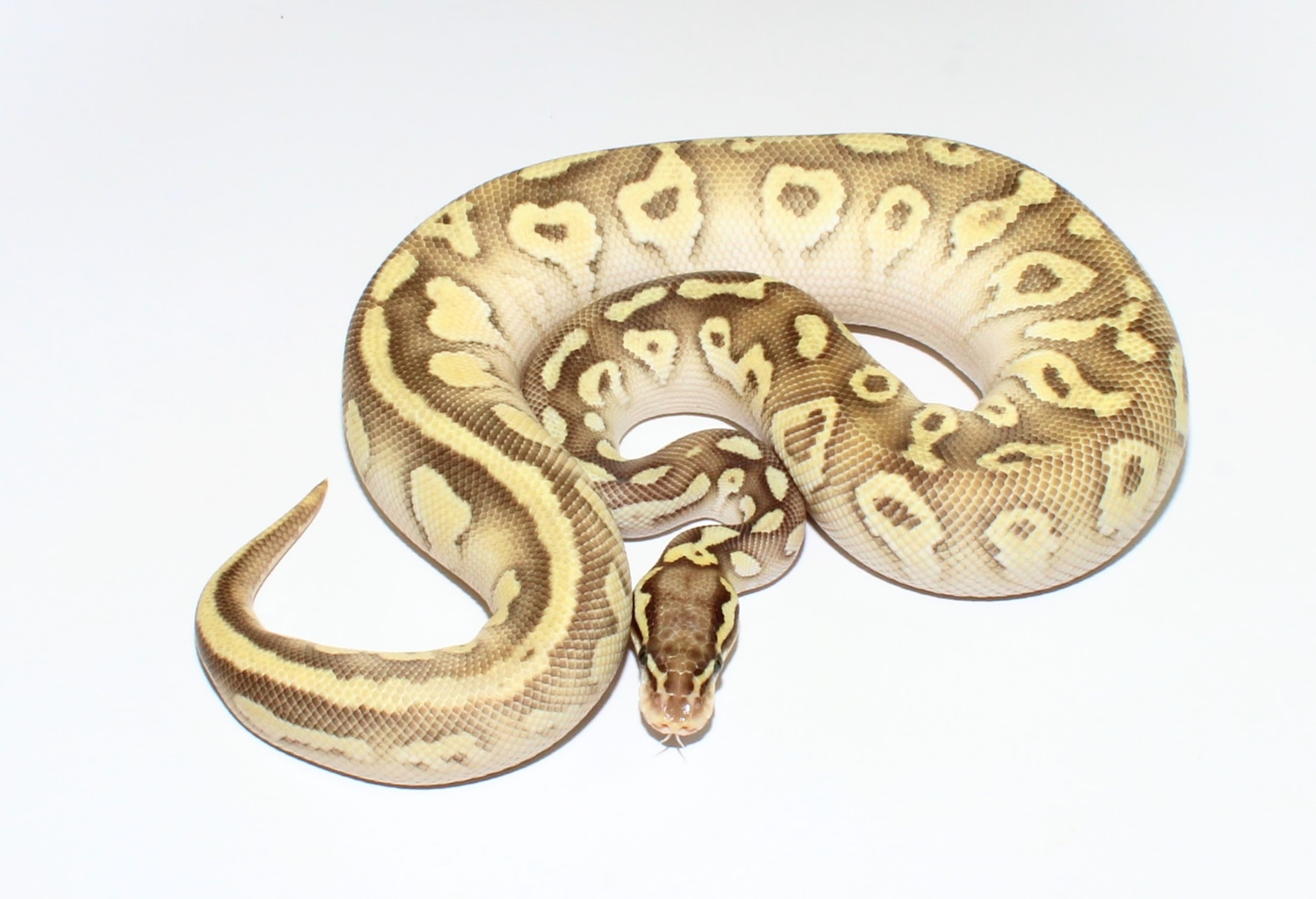 Pastel Orange Dream Sapphire Lesser Het Clown Ball Python by Designer ...