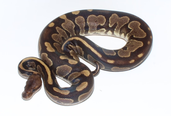 New Line Cinder/Mahogany Het Hypo Ball Python by Designer Ball Pythons