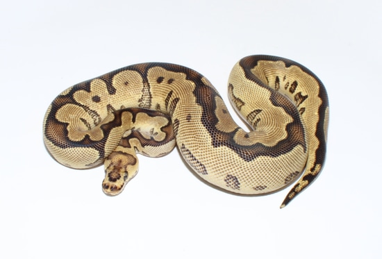 Sugar Yellowbelly Clown Ball Python by Designer Ball Pythons