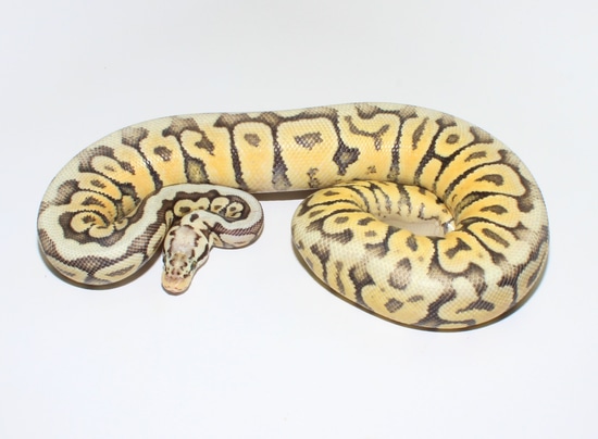 Superfly AHI Crypton Ball Python by Designer Ball Pythons