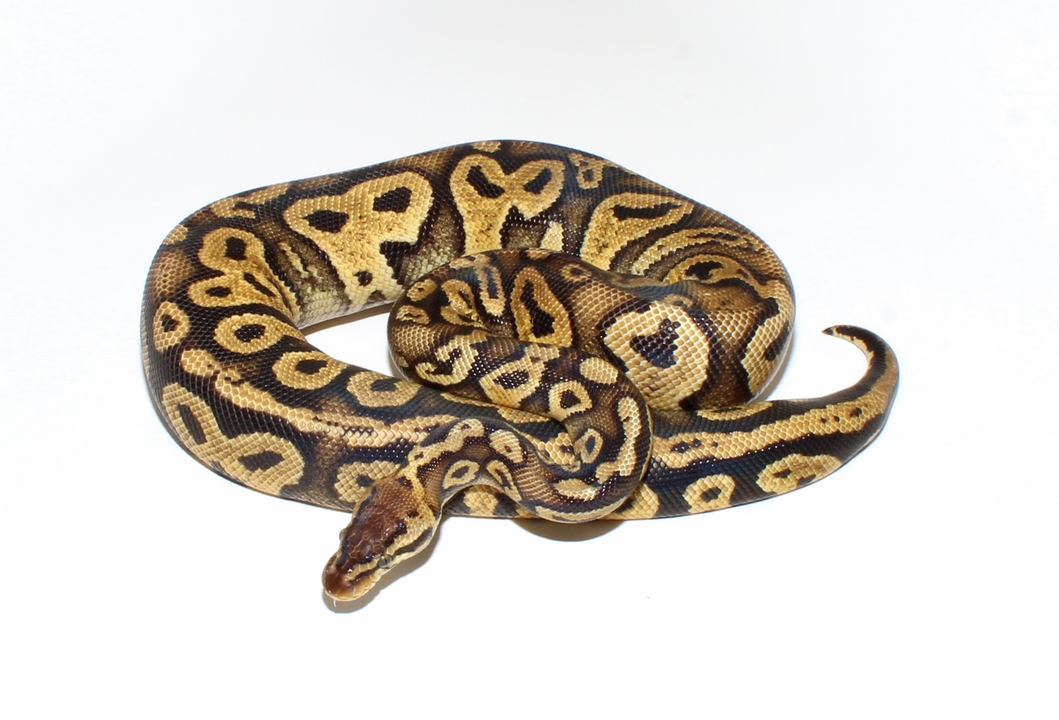 Pastel Super Sapphire Ball Python by Designer Ball Pythons - MorphMarket