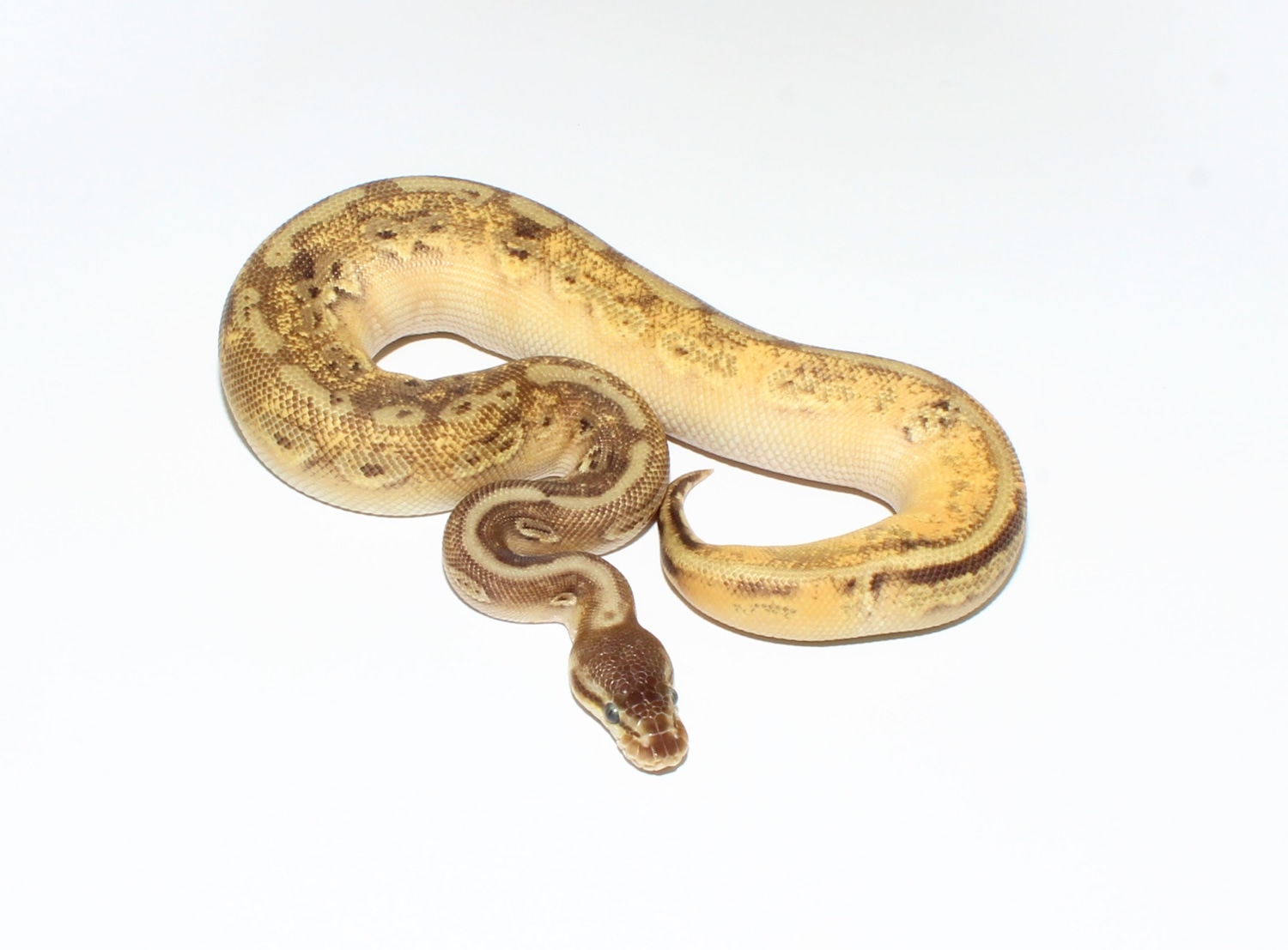 Trojan GHI Black Head Mojave Yellowbelly Ball Python by Designer Ball ...