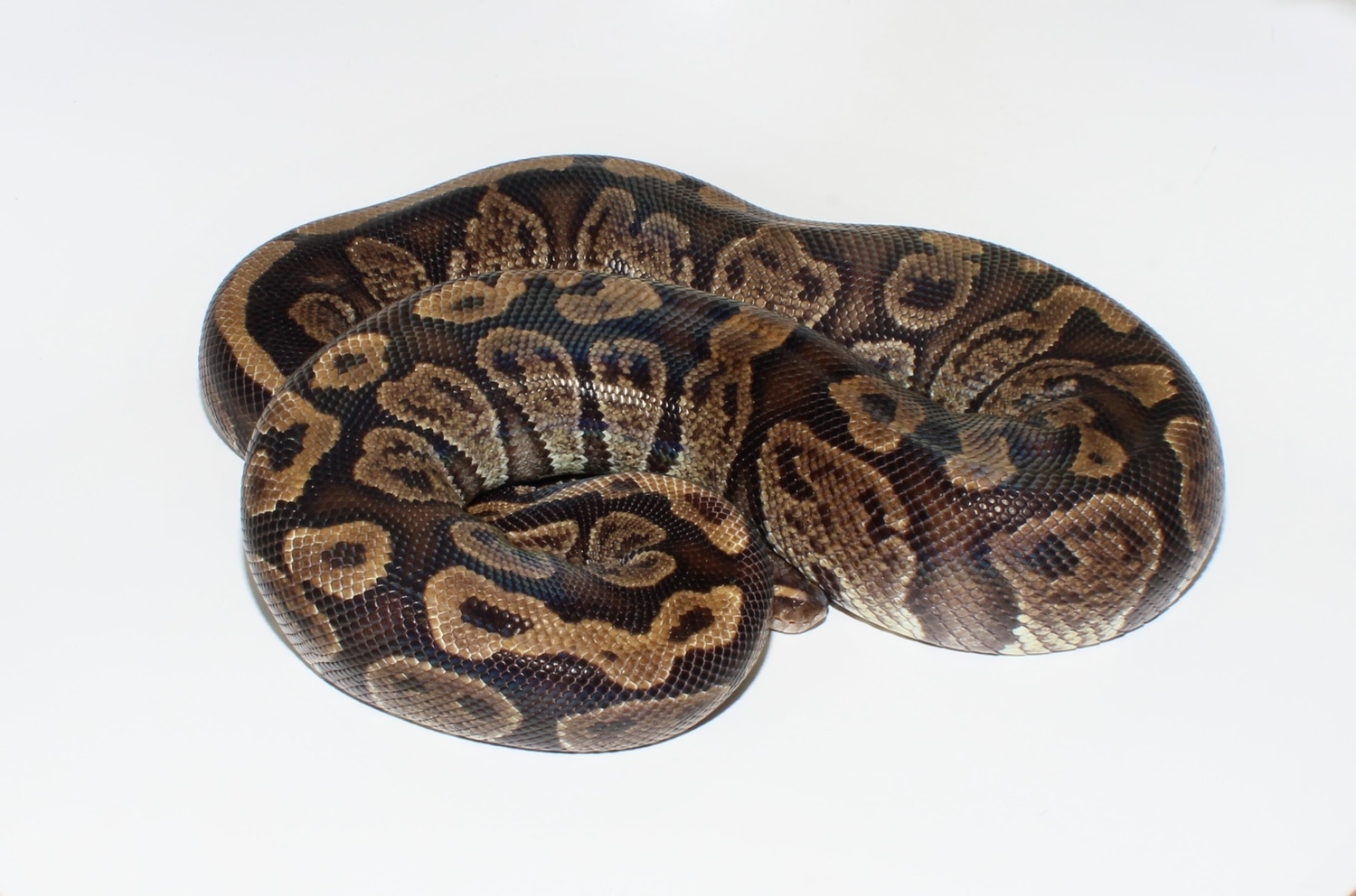 Smoke Ball Python by Designer Ball Pythons - MorphMarket